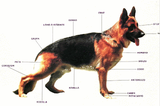 los perros: caracteristicas del perro